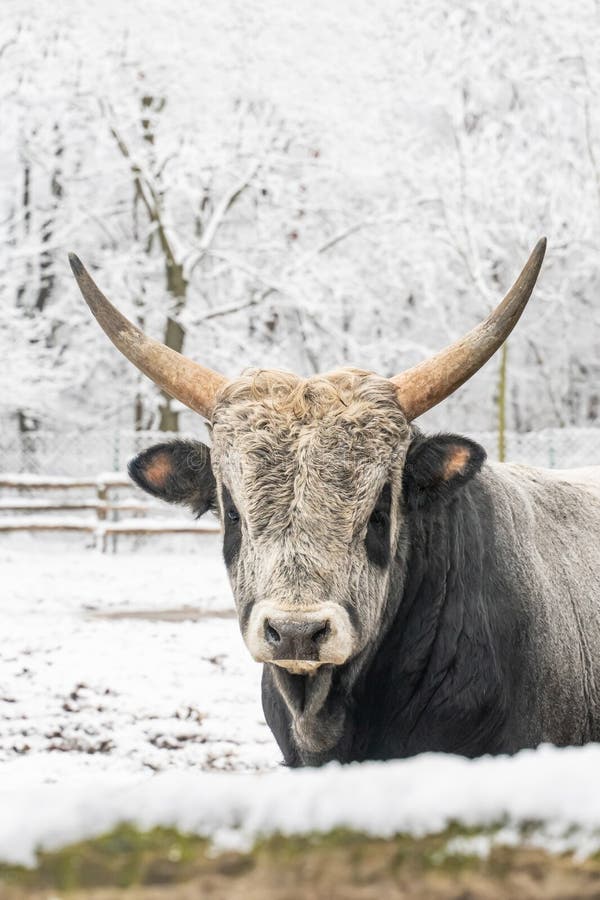 Big Gray Bull Isolated on White Background Stock Photo - Image of ...