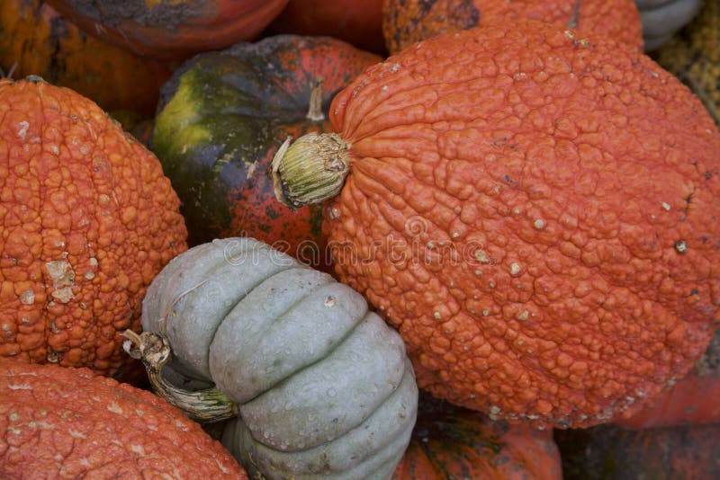 Gray and Bumpy Orange Pumpkins Wonder If they Will Be Whisked Away Like ...