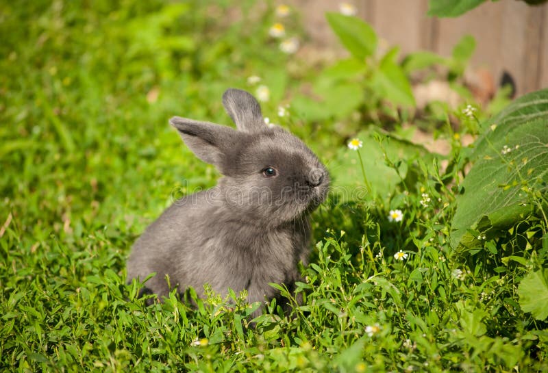 Gray Bunny stock foto. Image of bloemen, eten, huisdier - 56605246