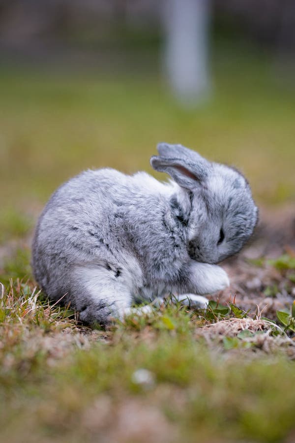 Gray bunny in the garden stock image. Image of rabbit - 143935389