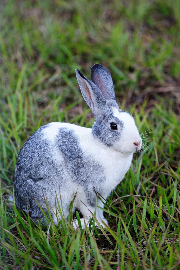 Gray bunny on grass stock photo. Image of summer, little - 67925184