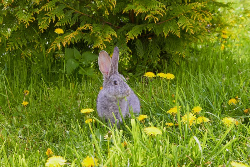 Gray Bunny in the Grass, a Small Beautiful Rabbit Eats a Blade of Grass ...