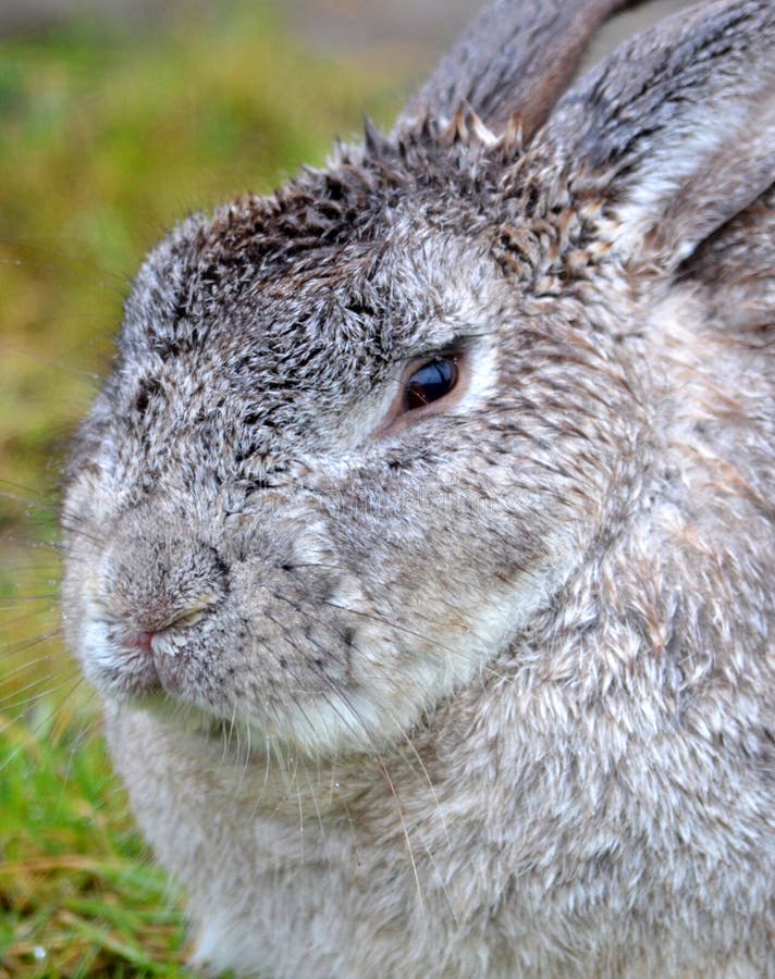 Gray Bunny Rabbit Close up stock image. Image of happy - 38243647