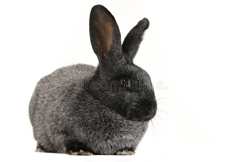 Gray bunny rabbit stock image. Image of cute, single - 82274965