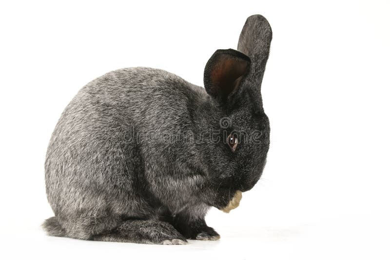 Gray bunny rabbit stock image. Image of beauty, gray - 82275139