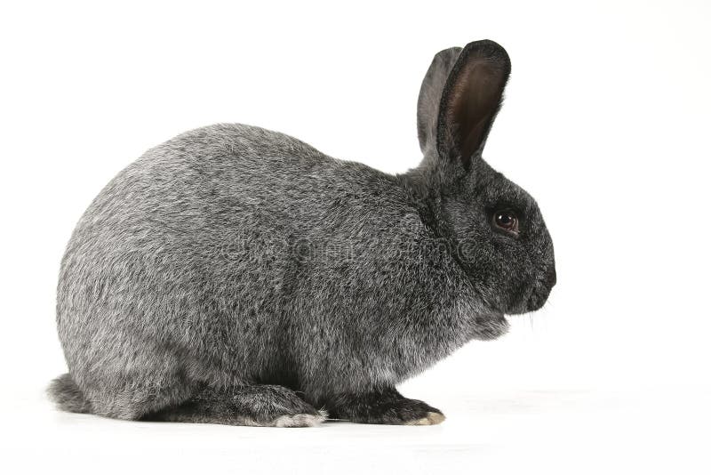 11,458 Gray Bunny Rabbit Photos - Free & Royalty-Free Stock Photos from ...