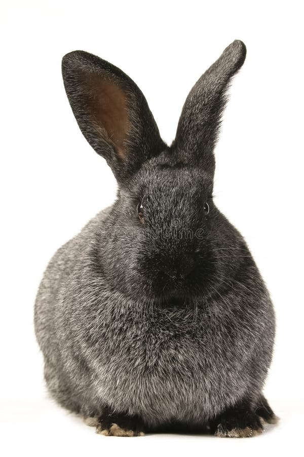 15,186 Gray Bunny Rabbit Stock Photos - Free & Royalty-Free Stock ...