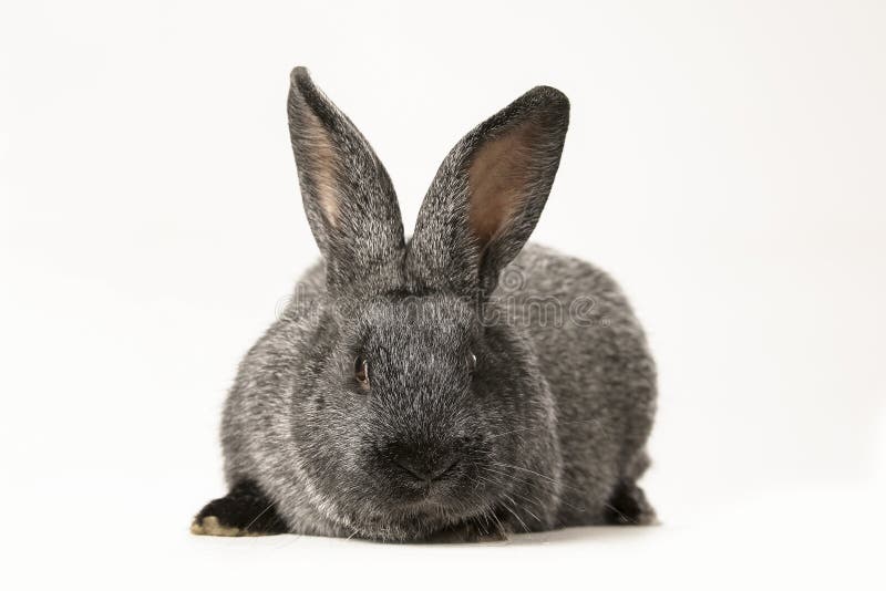 Gray bunny rabbit stock image. Image of cute, gray, small - 82275307