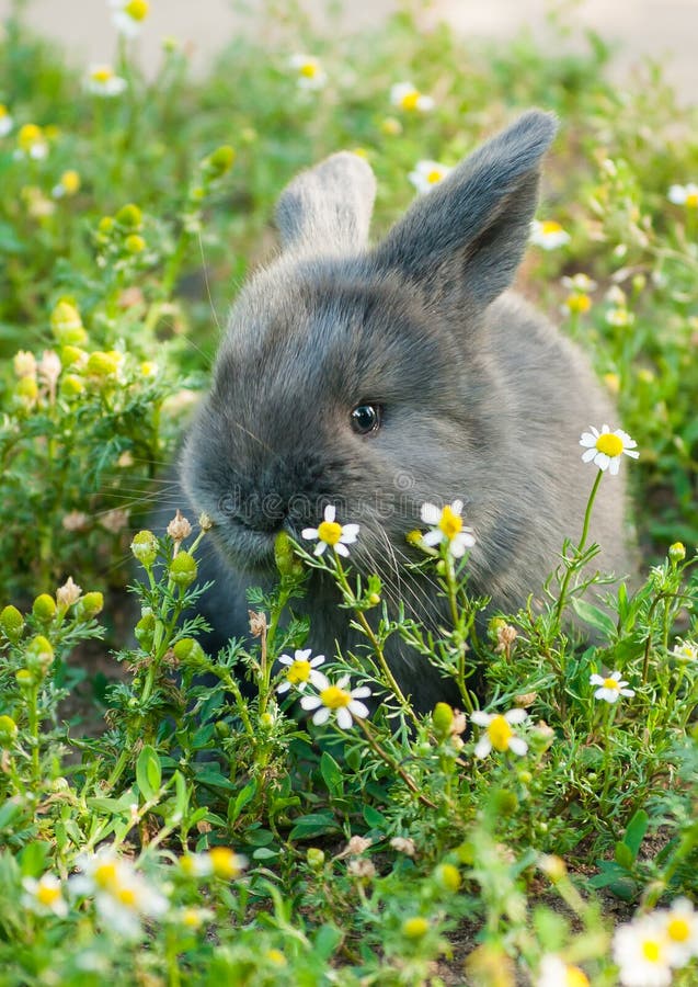 Gray Bunny Rabbit stock photo. Image of gray, cottontail - 12964748