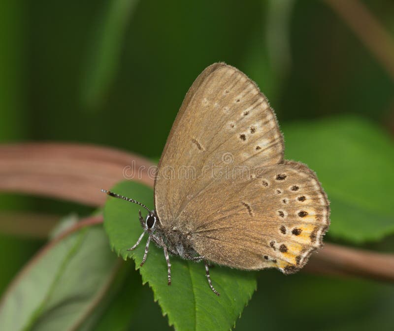 Gray Butterfly on a Green Leaf Stock Photo - Image of animal, wing ...