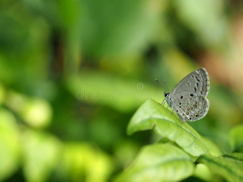 Gray butterfly stock image. Image of somthing, natural - 105025613