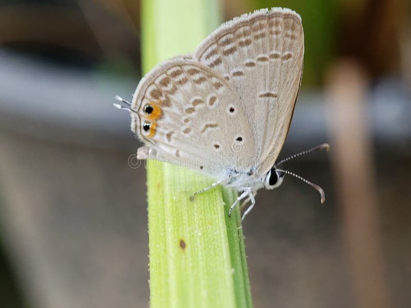 A Gray Butterfly Perched on a Green Leaf Stock Photo - Image of fauna ...