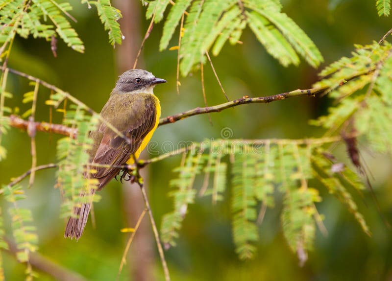 Gray-capped Flycatcher stock image. Image of outdoors - 26062863