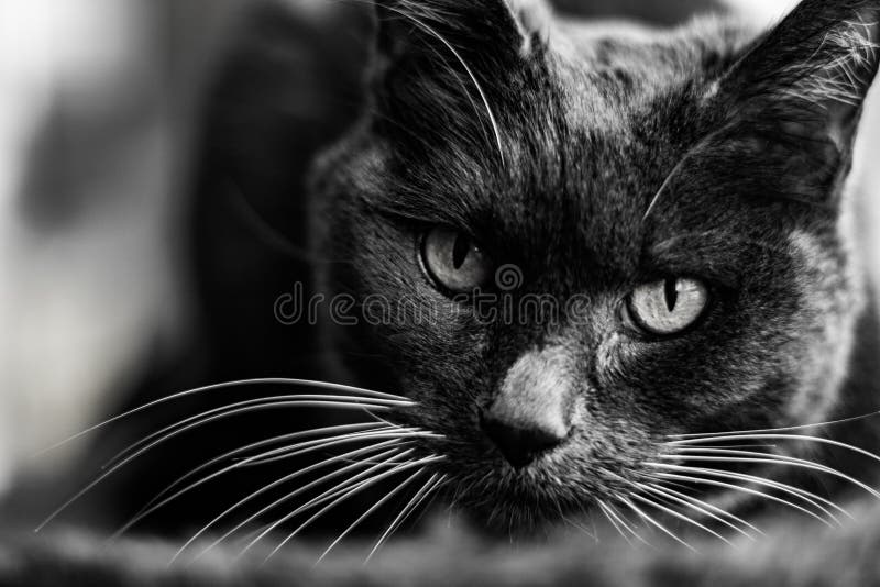 The gray cat. stock image. Image of gray, kitty, meow - 127687809