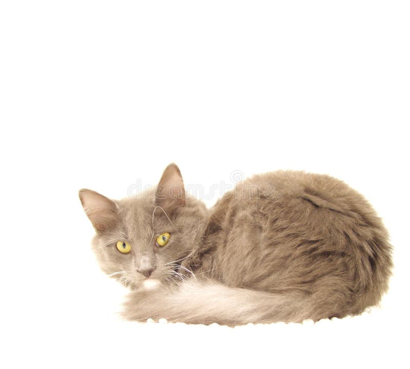 Gray Cat stock photo. Image of feline, stare, furry, cute - 1364002