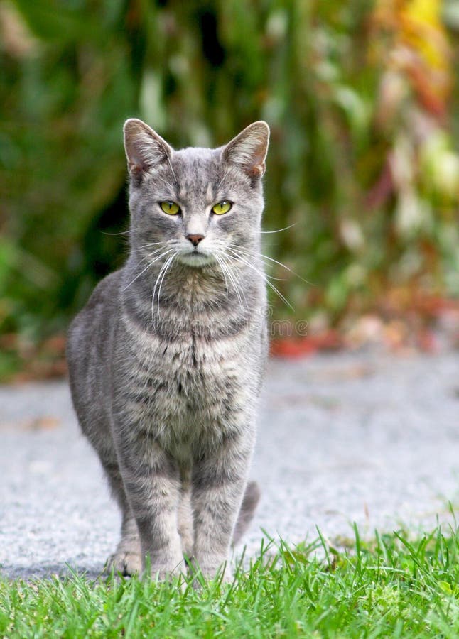 Gray cat stock image. Image of domestic, animal, kitten - 16179975