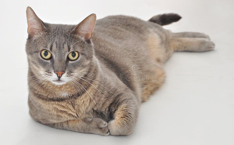 Gray cat stock photo. Image of grey, fluffy, green, pisica - 21725056