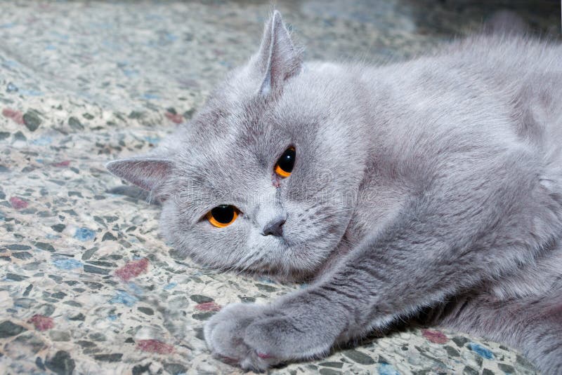 Gray cat stock image. Image of attention, look, gray - 22431679