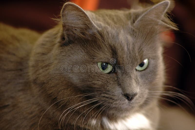 Gray cat stock photo. Image of eyes, love, beige, hunger - 795534