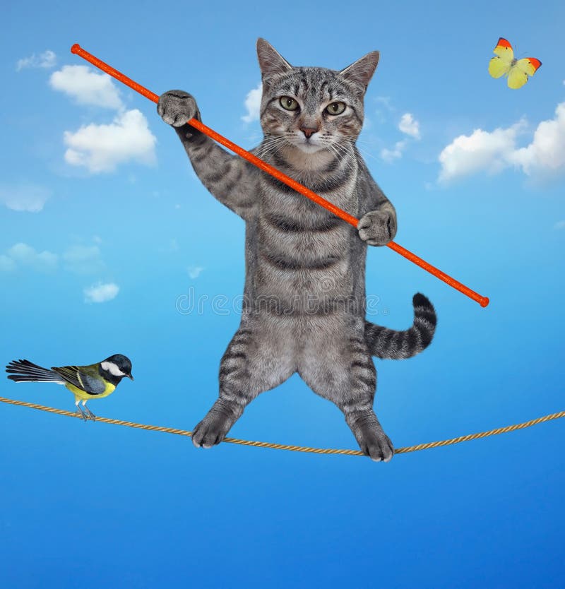 Cat Gray Acrobat Walks on Tightrope Stock Photo - Image of equilibrium ...
