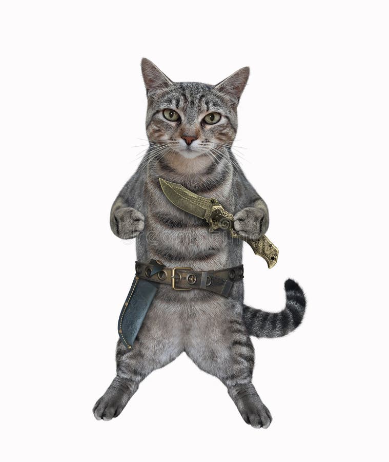 223 Armed Cat Stock Photos - Free & Royalty-Free Stock Photos from ...