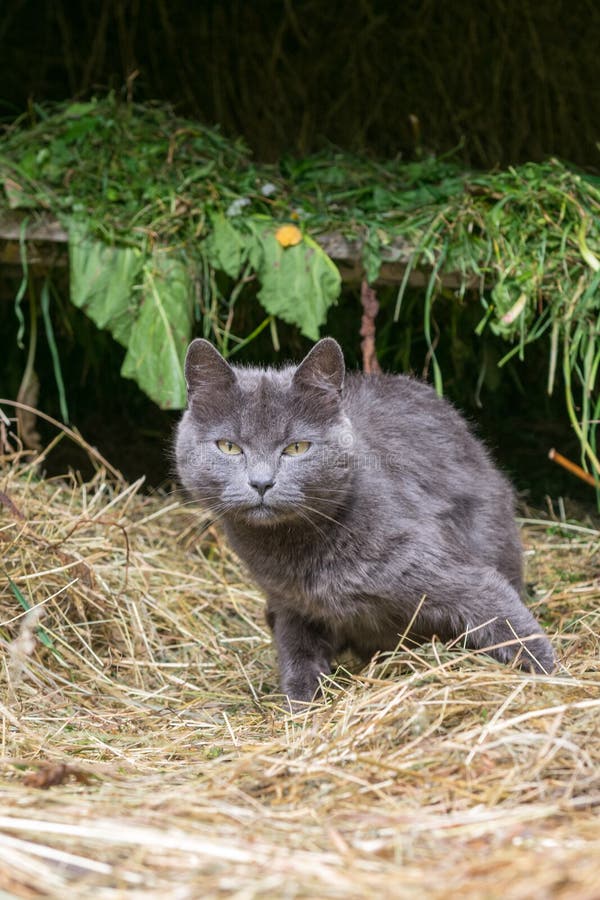 Gray cat in a barn on hay stock image. Image of look - 61568297