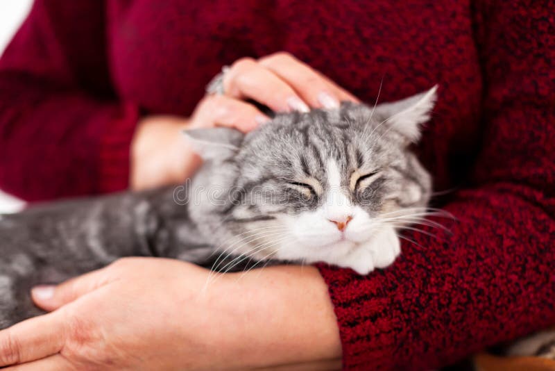 A Gray Cat Bask in Grandmother`s Arms Stock Image - Image of gray ...