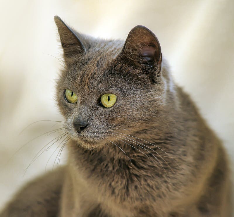 Gray cat stock photo. Image of blue, background, fright - 47188142