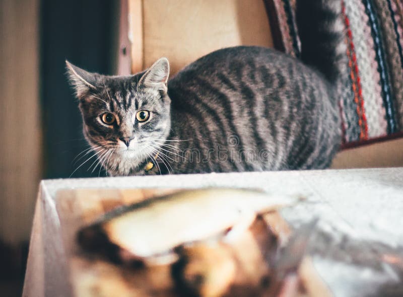 Gray Cat and a Big Fish on the Table. Stock Photo - Image of steal ...