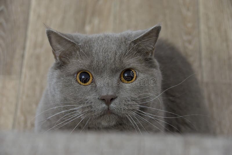 Gray Cat with Big Round Eyes Stock Photo - Image of gray, grey: 179523678