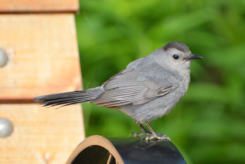 Gray Cat Bird on a Park Bench Stock Photo - Image of autumn, migratory ...