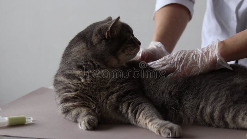 Gray Cat is Biting a Vet during the Injection Stock Video - Video of ...