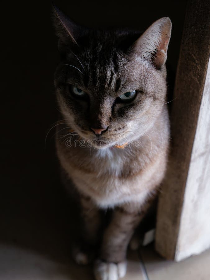 Gray Cat with Blue Eyes Sitting Staring Stock Image - Image of abstract ...
