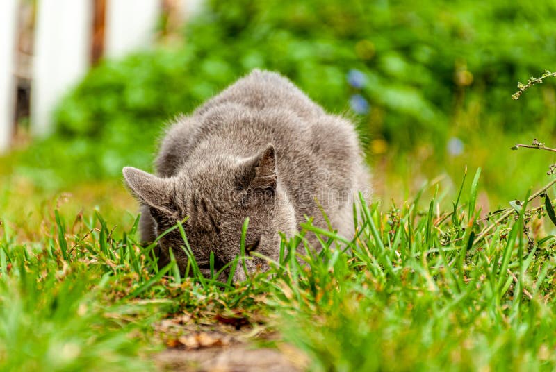 A gray cat! stock image. Image of beak, animal, plant - 235661409