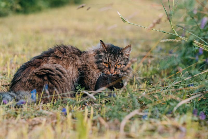 Gray Cat Caught a Rat in a Meadow. Stock Photo - Image of eating ... Gray Cat Caught a Rat in a Meadow. Stock Photo - Image of eating ...