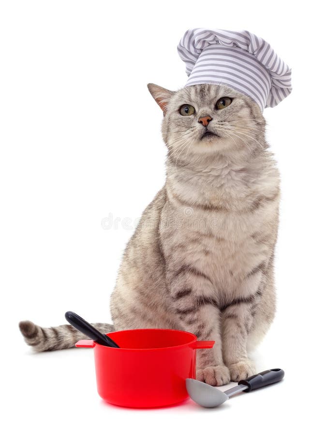356 Cat Chef Hat Stock Photos - Free & Royalty-Free Stock Photos from ...