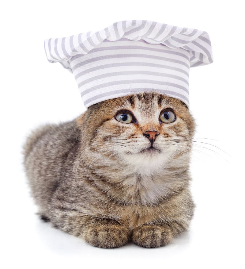 356 Cat Chef Hat Stock Photos - Free & Royalty-Free Stock Photos from ...