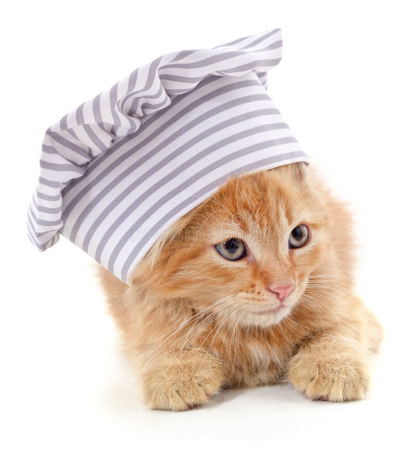 356 Cat Chef Hat Stock Photos - Free & Royalty-Free Stock Photos from ...