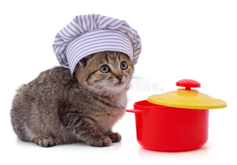 767 Funny Cat Chef Stock Photos - Free & Royalty-Free Stock Photos from ...