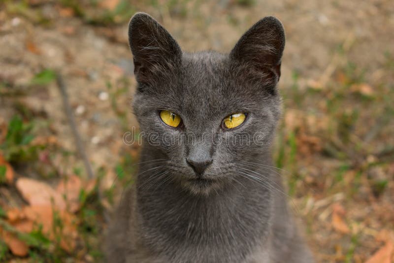 Gray Wild Cat with a Close Look. the Big Plan. Stock Photo - Image of ...