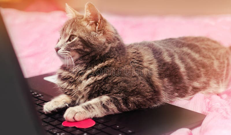 Gray cat at the computer stock image. Image of chartreux - 107004803