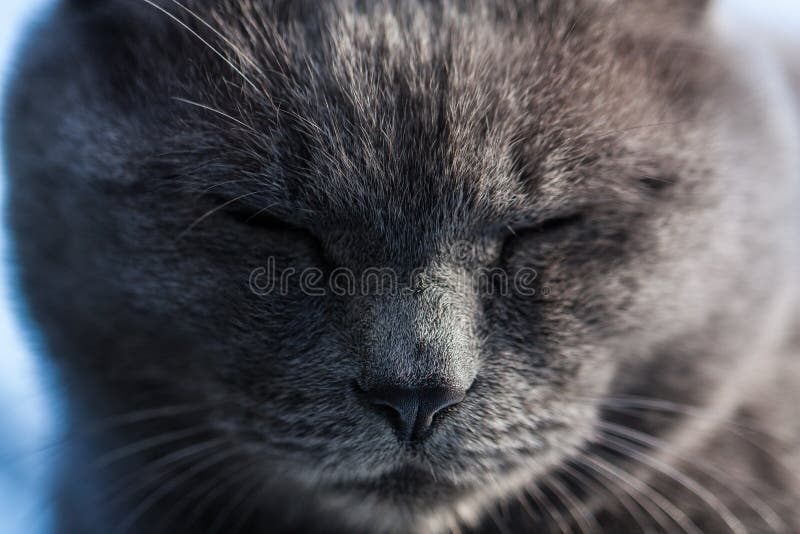 Gray cat cool face stock image. Image of beauty, kitty - 85527853