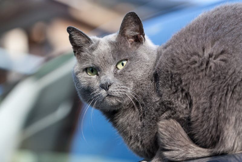 Gray cat cool face stock image. Image of beauty, house - 85527855