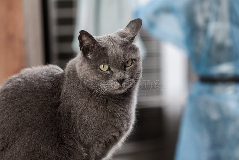 Gray cat cool face stock photo. Image of noon, baby, japan - 85527876