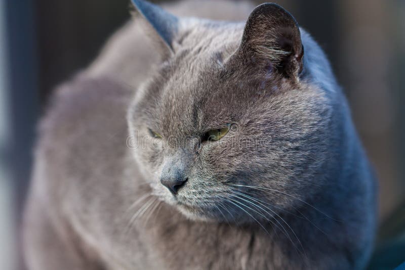 Gray cat cool face stock image. Image of home, eyed, house - 85527931