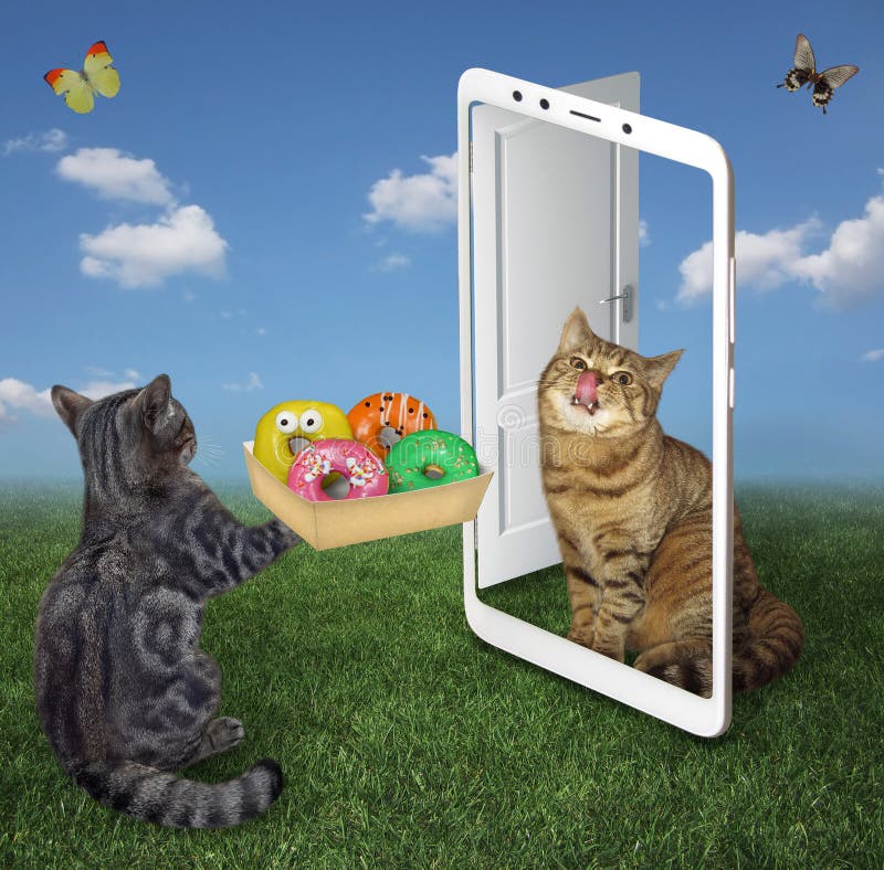 Cat Lick Screen Stock Photos - Free & Royalty-Free Stock Photos from ...