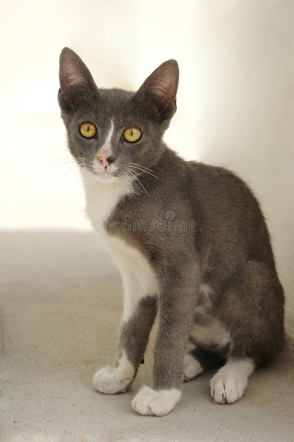 Gray cat cute pets. stock photo. Image of animal, feline - 69627262