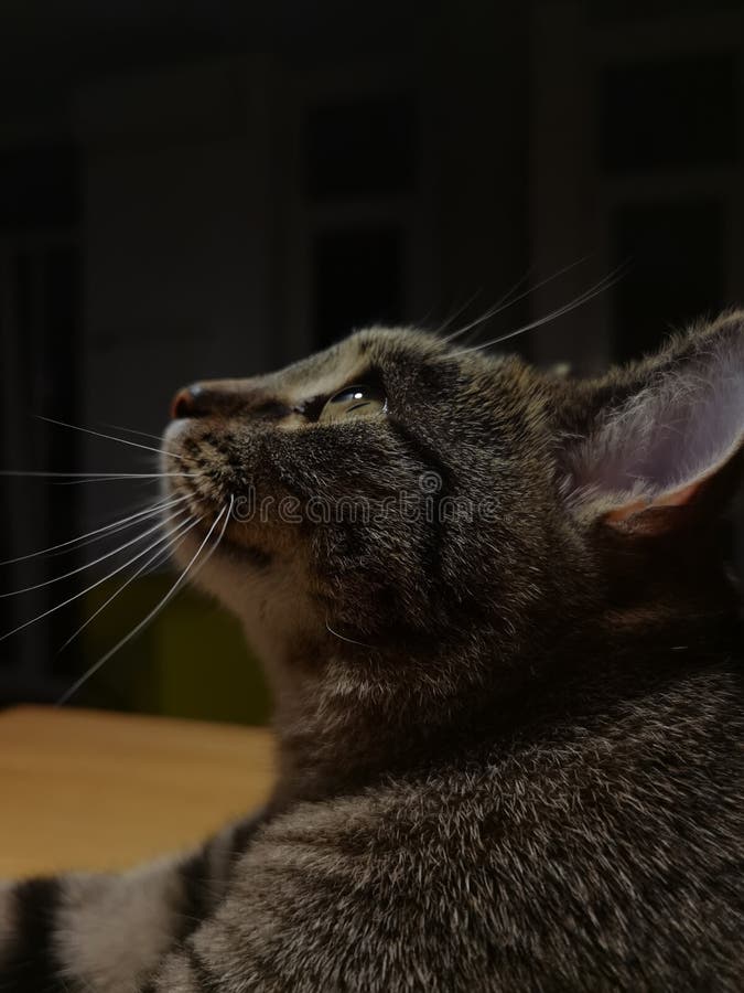 Gray Cat on a Dark Background, Beautiful Textured Fur. Stock Image ...