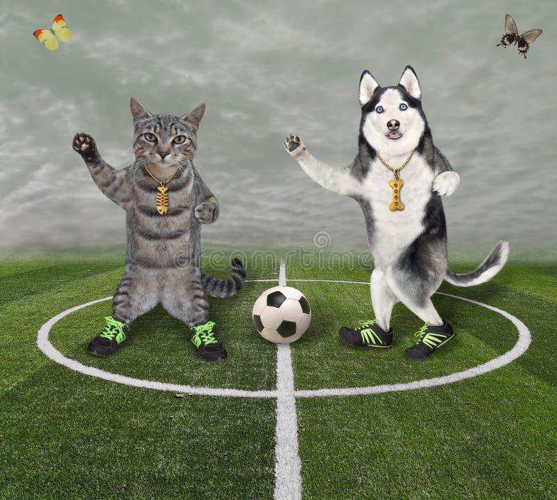 159 Funny Cat Play Football Stock Photos - Free & Royalty-Free Stock ...