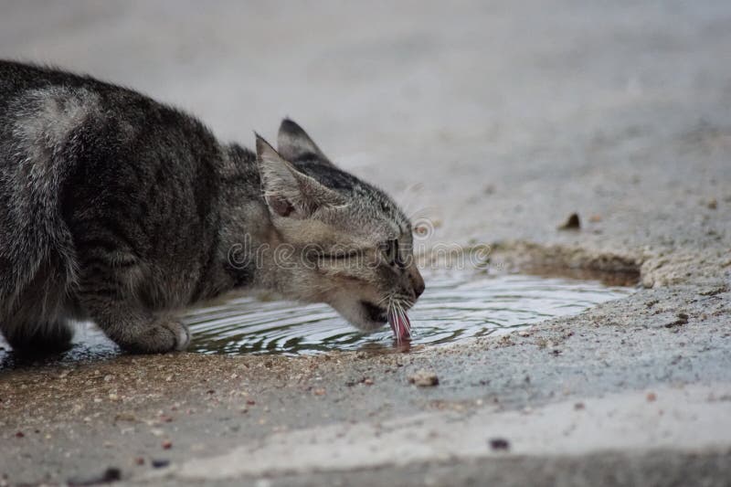 232 Cat Drinking Puddle Stock Photos - Free & Royalty-Free Stock Photos ...